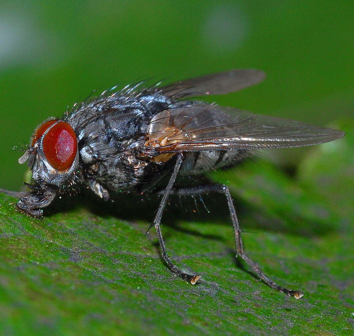 Fliege mit Rüsseldetails Foto & Bild | tiere, tierdetails, tiere ...