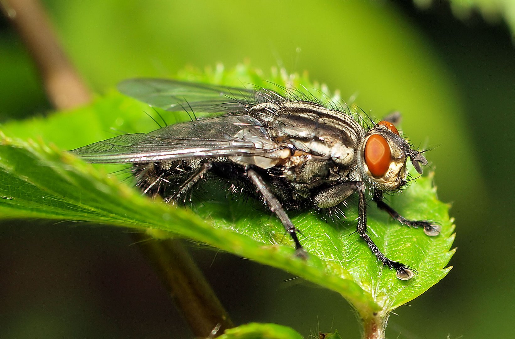 Fliege mit Schluppen.... Foto & Bild | tiere, wildlife, insekten Bilder ...