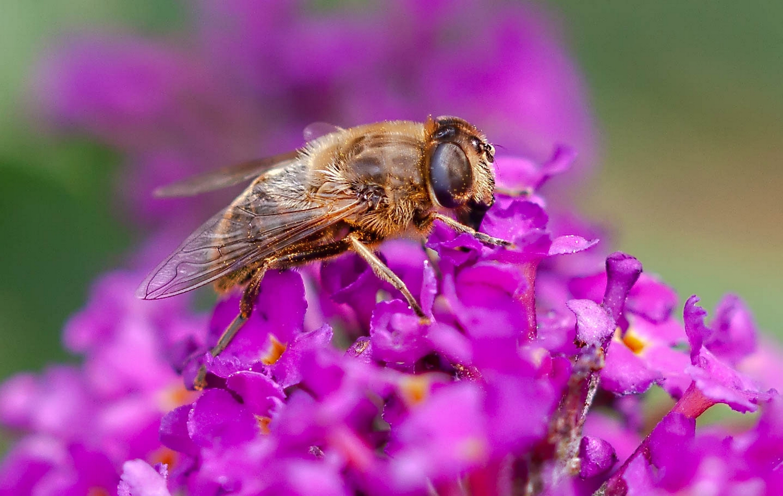 Fliege oder Biene Foto & Bild | tiere, wildlife, insekten Bilder auf ...
