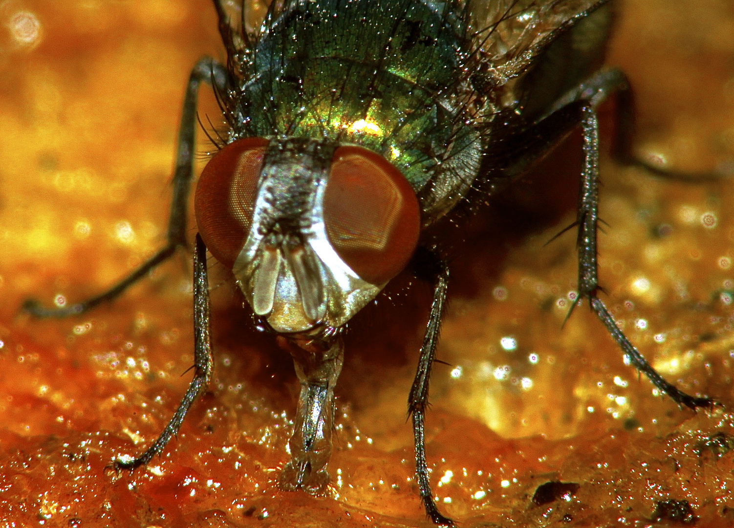 FLIEGE SAUGT MT DEM RÜSSEL MARMELADE Foto & Bild | tiere, wildlife ...