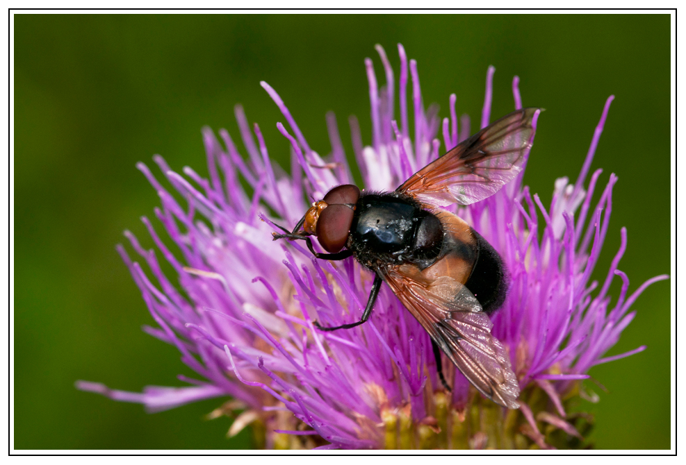 Fliege10 Foto & Bild | tiere, wildlife, insekten Bilder auf fotocommunity