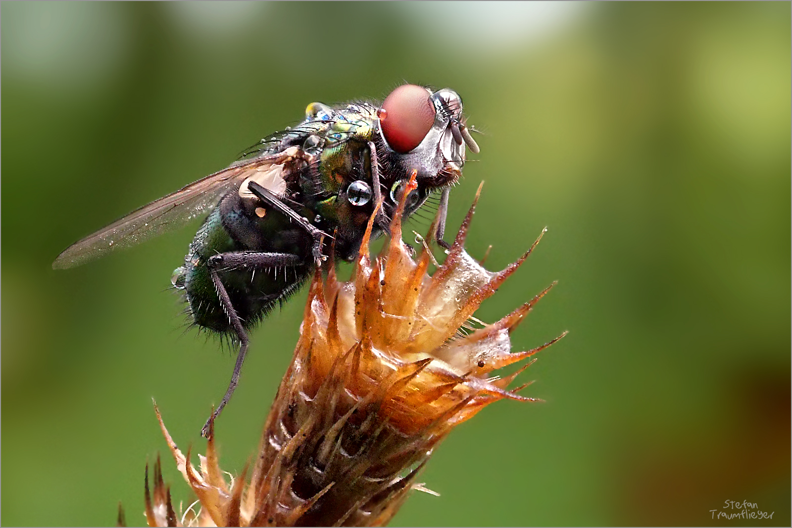 fliege_5 Foto & Bild | makro, natur, fliegen Bilder auf fotocommunity