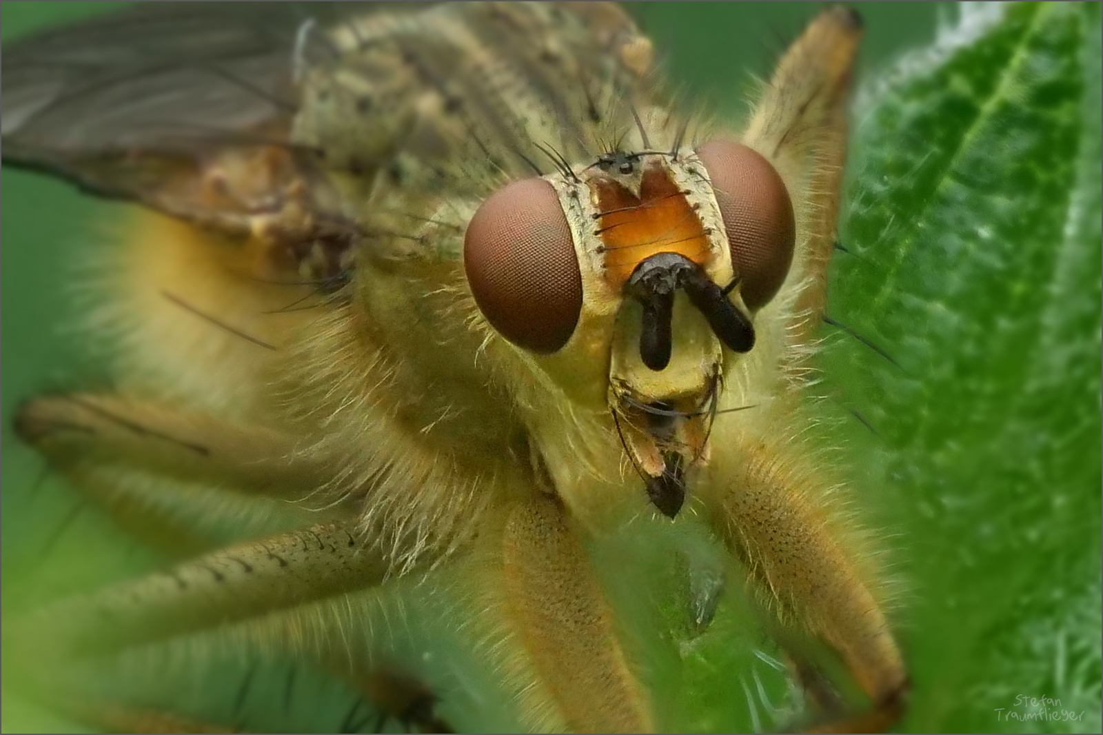 fliege_kopf_1 Foto & Bild | makro, natur, fliegen Bilder auf fotocommunity