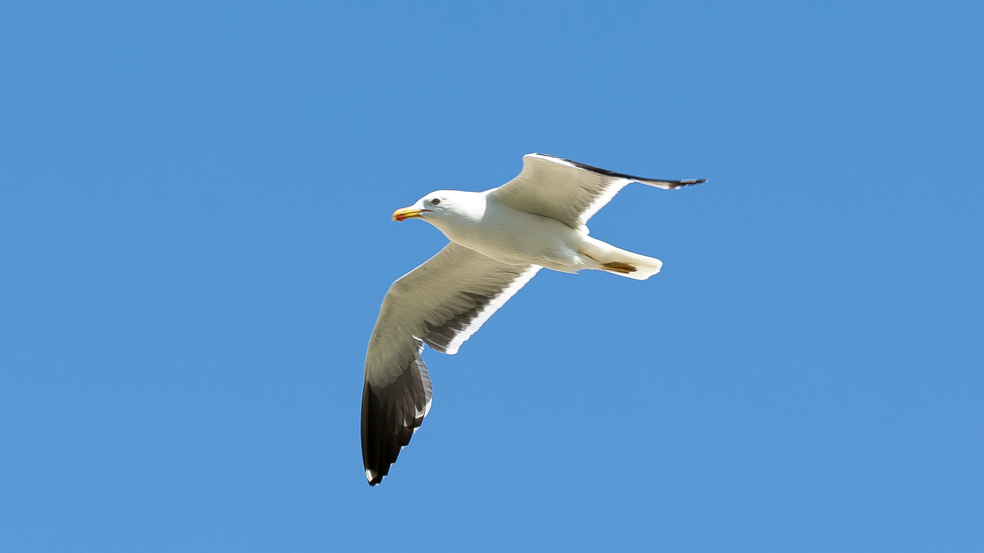 Fliegen Foto & Bild | tiere, wildlife, wild lebende vögel Bilder auf ...