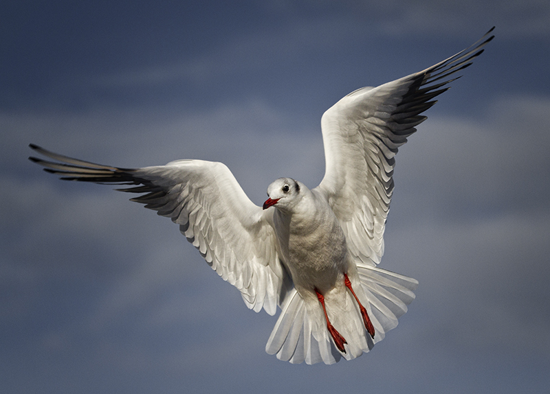 Fliegen Foto & Bild | tiere, wildlife, wild lebende vögel Bilder auf ...