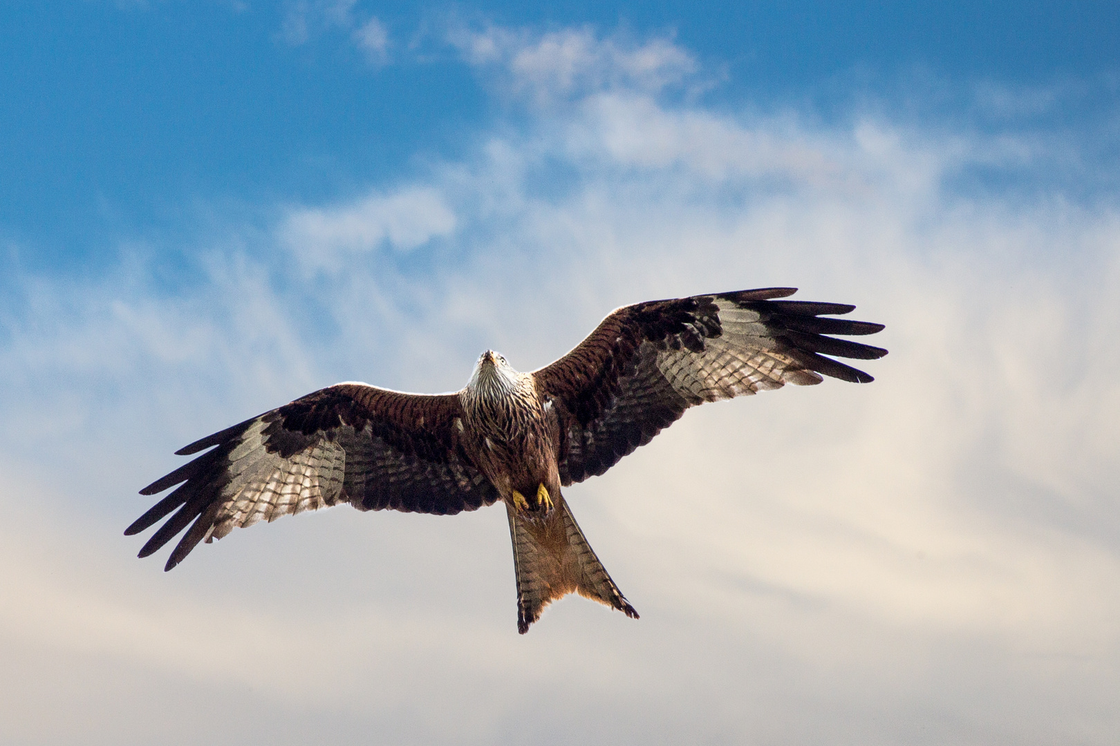 fliegen Foto & Bild | tiere, wildlife, wild lebende vögel Bilder auf ...