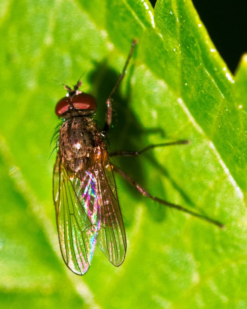 Fliegen - die Fliege Foto & Bild | tiere, wildlife, insekten Bilder auf ...