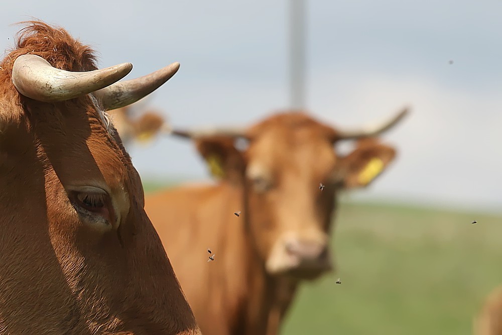 Fliegen Foto & Bild | tiere, wildlife, insekten Bilder auf fotocommunity