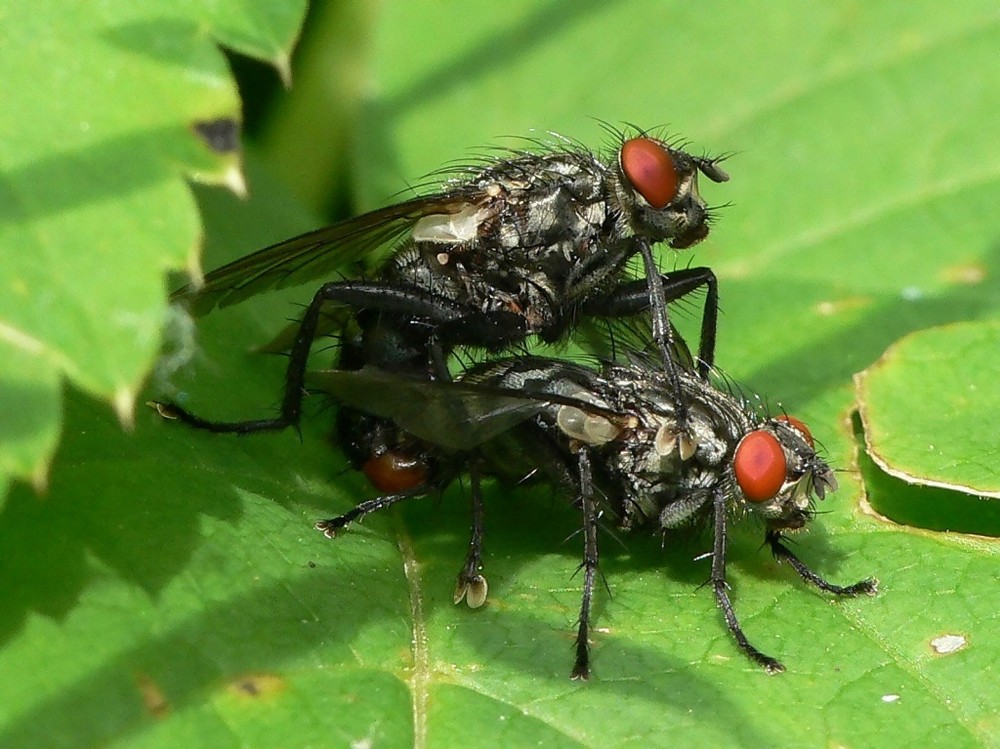Fliegen machen Fliegen Foto & Bild | tiere, wildlife, insekten Bilder ...