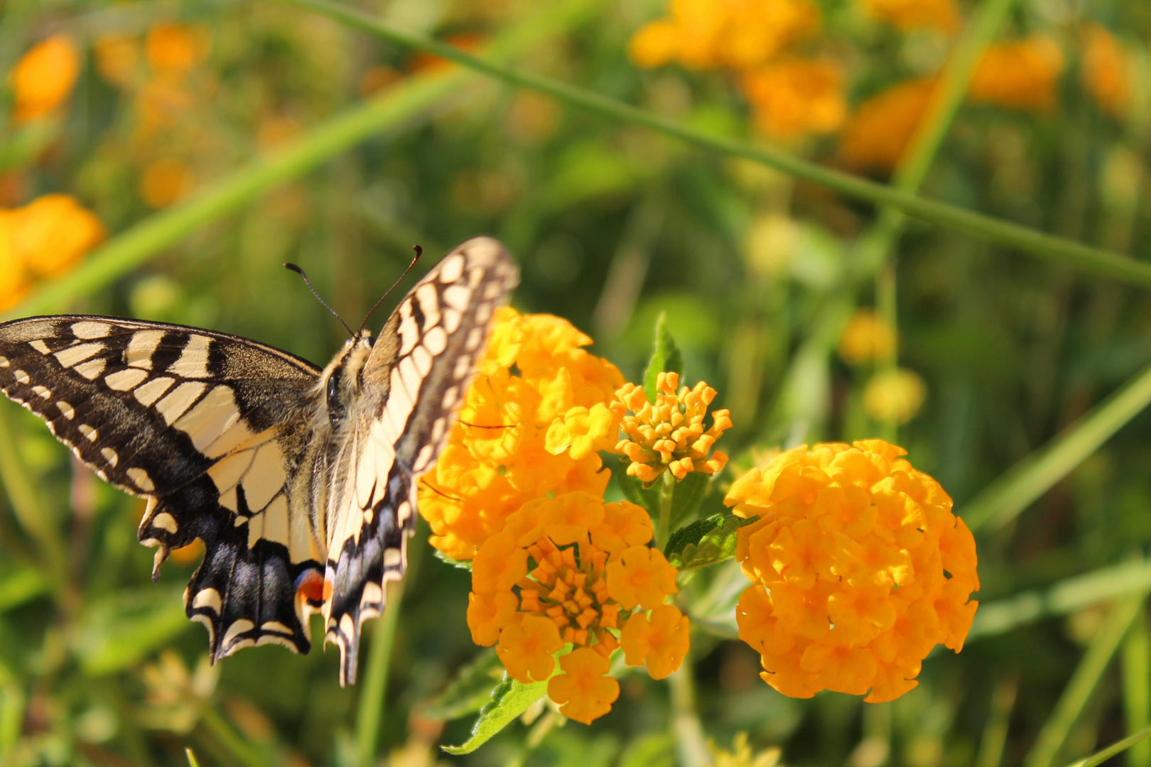 Fliegen wie ein Schmetterling Foto & Bild | europe, greece, crete kreta ...