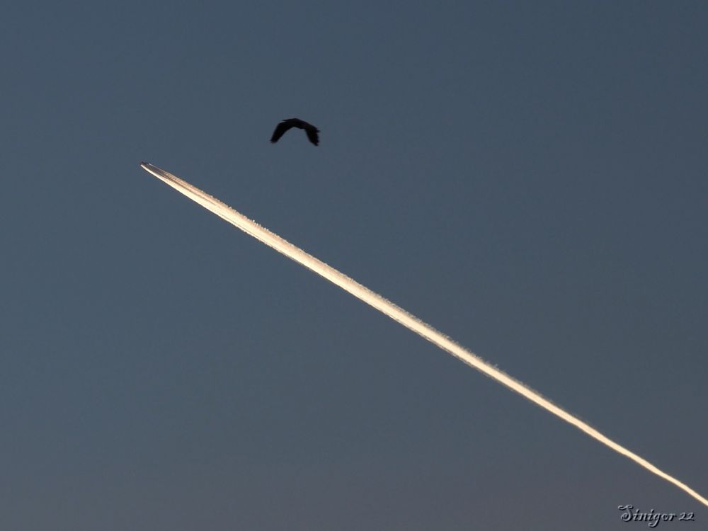 Fliegende Foto & Bild | tiere, wildlife, wild lebende vögel Bilder auf ...