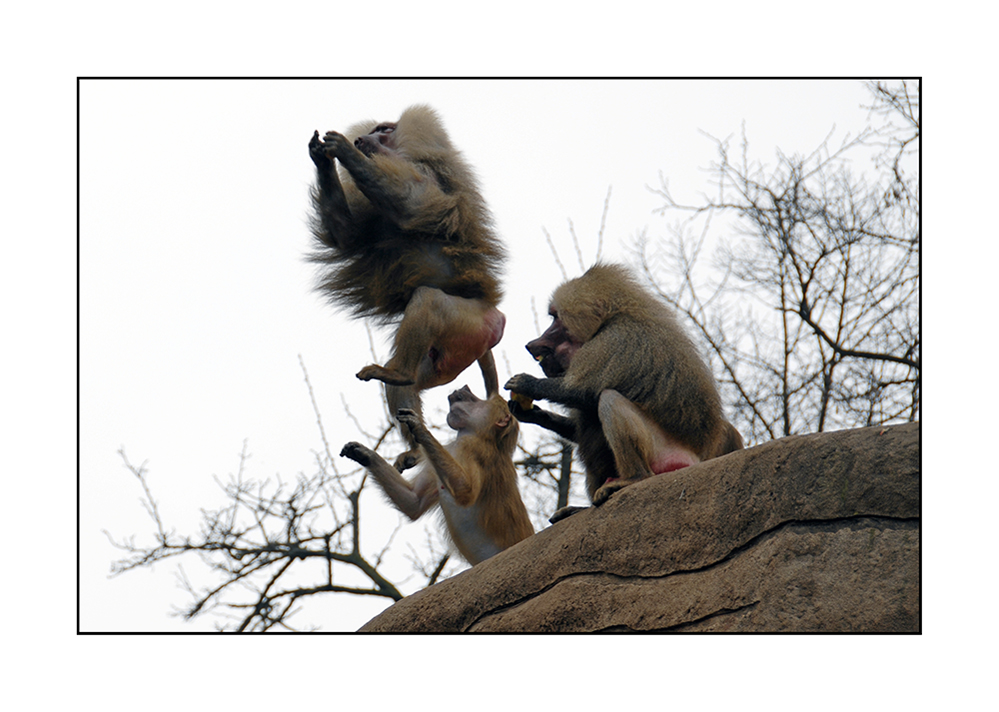 Fliegende Affen Foto & Bild | tierisches, natur Bilder auf fotocommunity