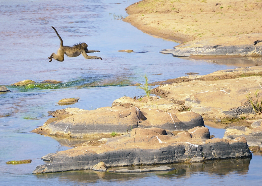 Fliegende Affen Foto & Bild | tiere, wildlife, säugetiere Bilder auf ...