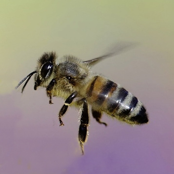 fliegende Biene Foto & Bild | tiere, wildlife, insekten Bilder auf ...