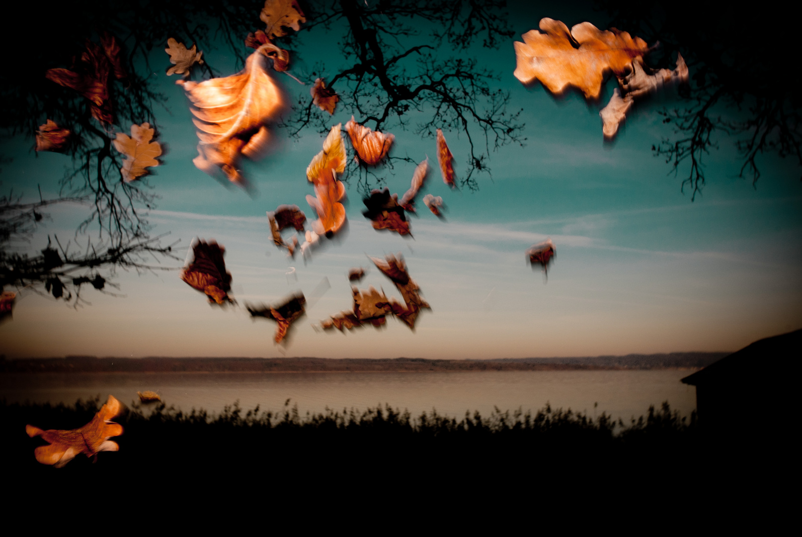 Fliegende Blätter Foto & Bild | abstraktes, flächen, wasser Bilder auf ...