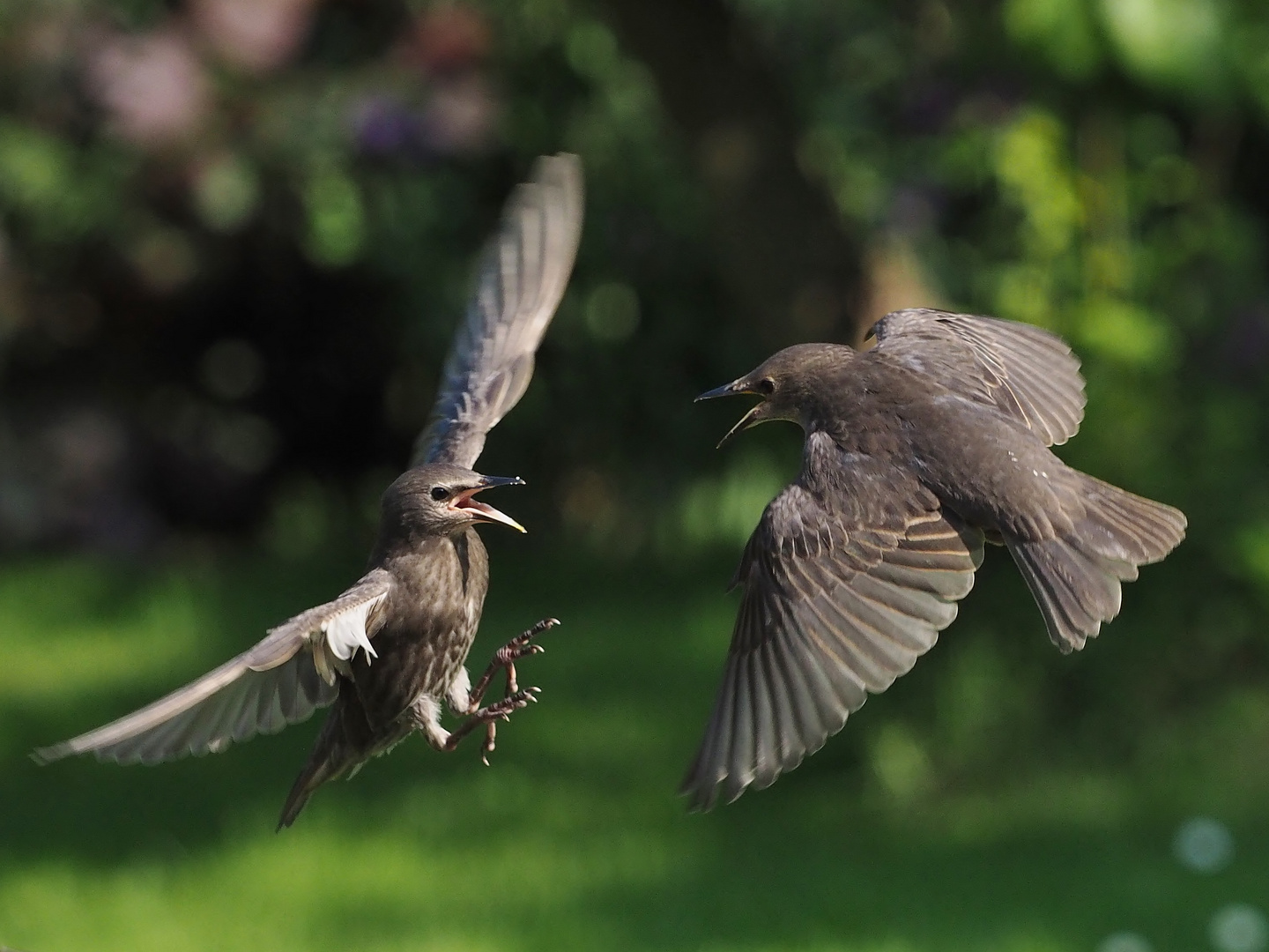Fliegende Chaoten Foto & Bild | tiere, wildlife, wild lebende vögel ...