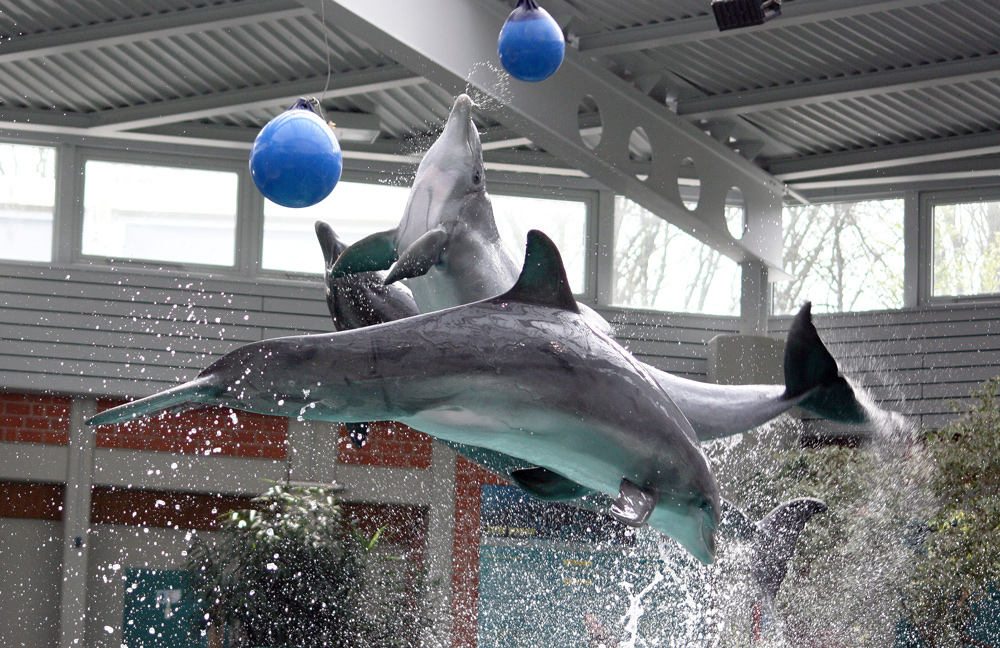 Fliegende Delfine Foto & Bild | tiere, zoo, wildpark & falknerei, natur ...