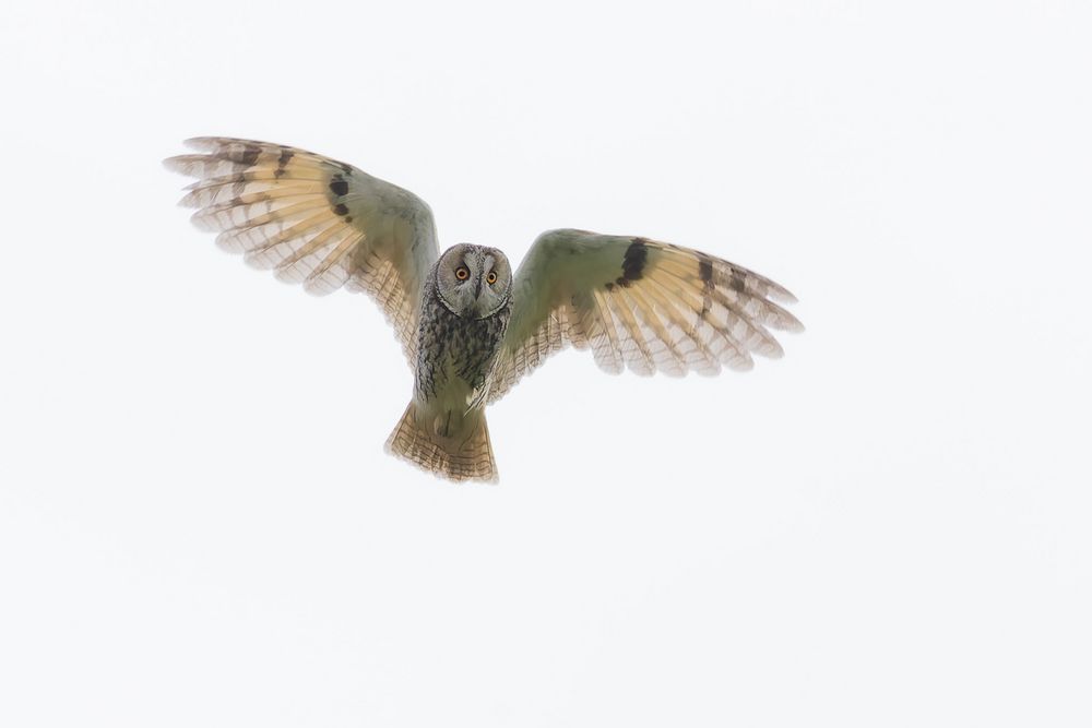 Fliegende Eule Foto & Bild | natur, flug, eule Bilder auf fotocommunity