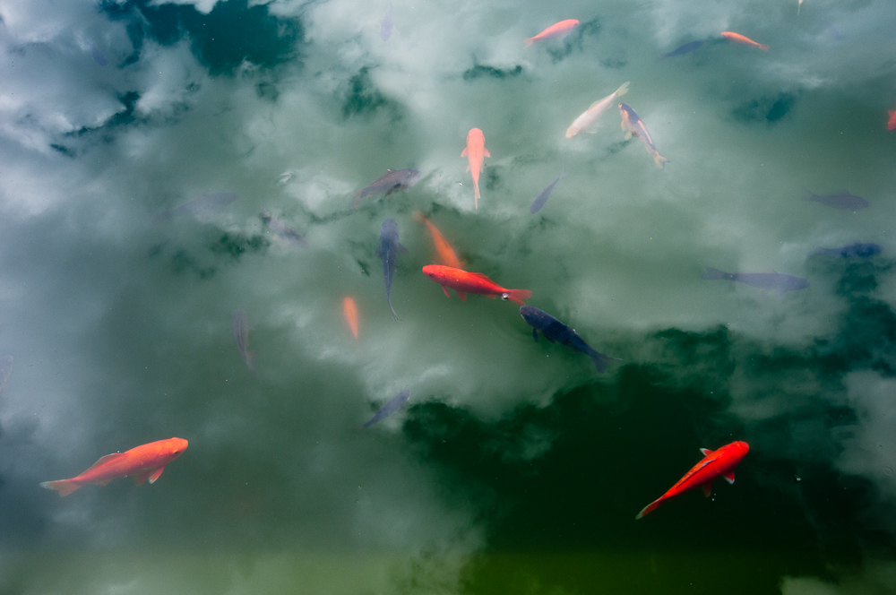 Fliegende Fische Foto & Bild | tiere, wildlife, fische Bilder auf ...