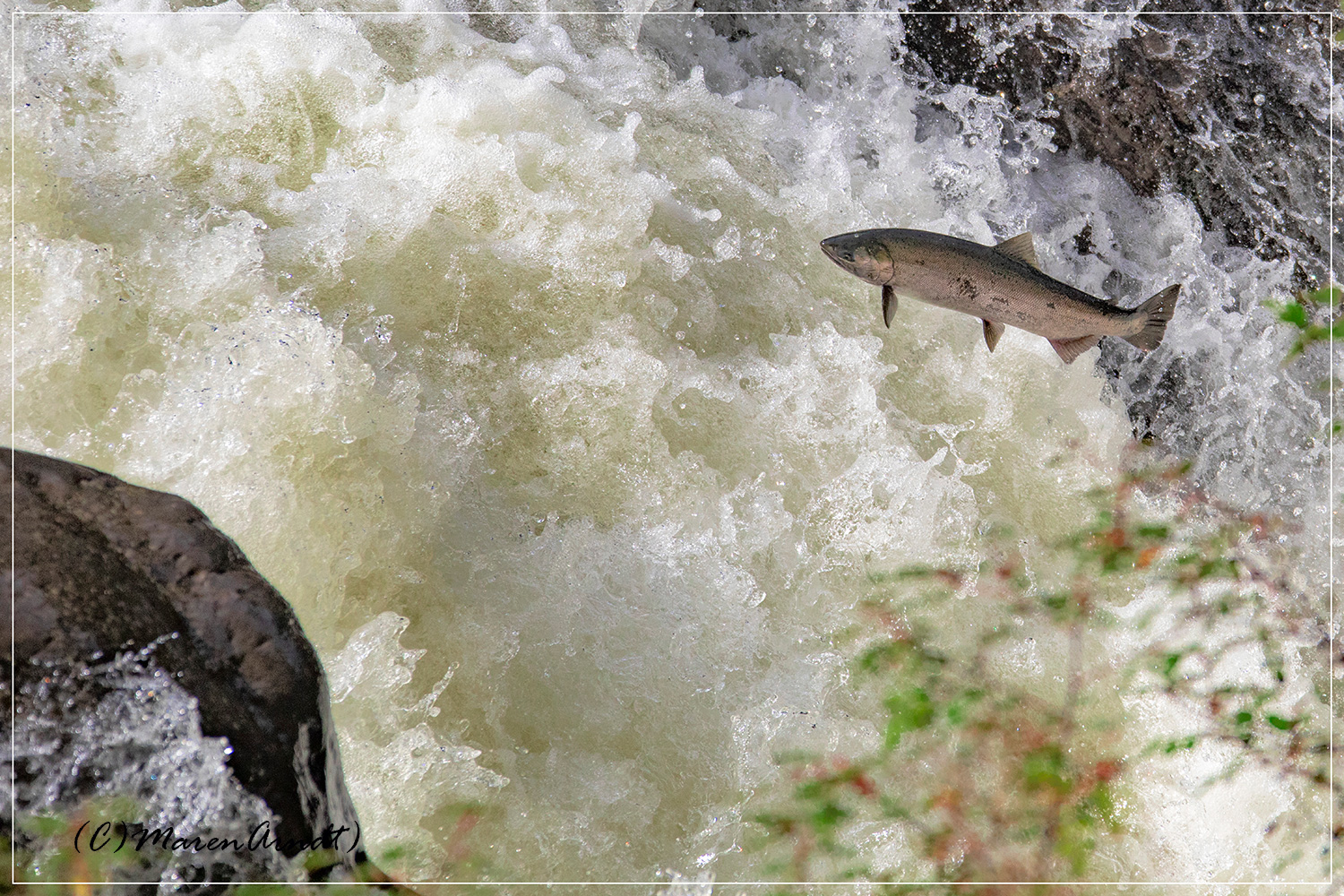 Fliegende Fische Foto & Bild | north america, united states, national ...