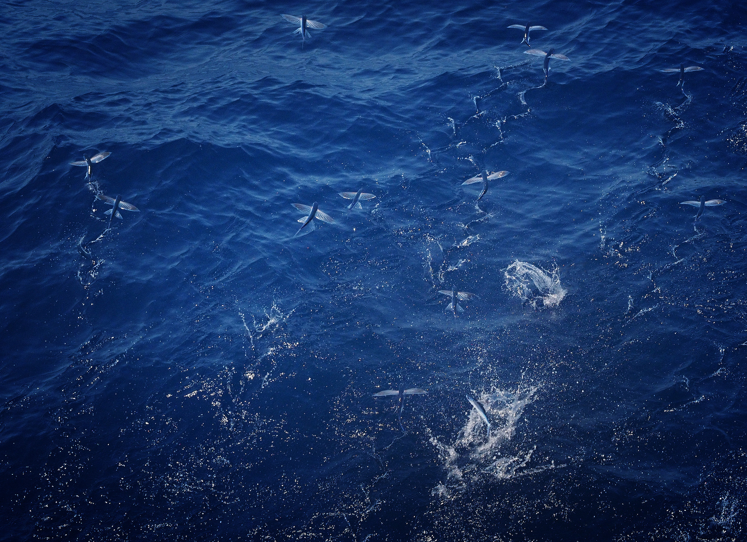 Fliegende Fische Foto & Bild | tiere, wildlife, fische Bilder auf ...