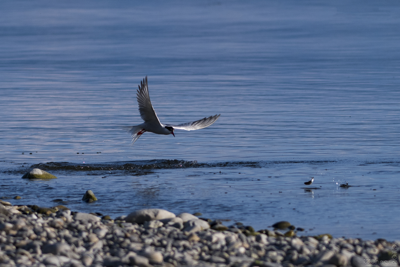 Fliegende Fische Foto & Bild | tiere, wildlife, wild lebende vögel ...