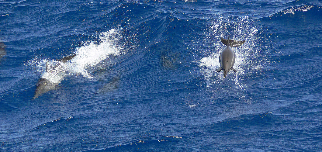 "fliegende Fische" Foto & Bild | tiere, wildlife, säugetiere Bilder auf ...