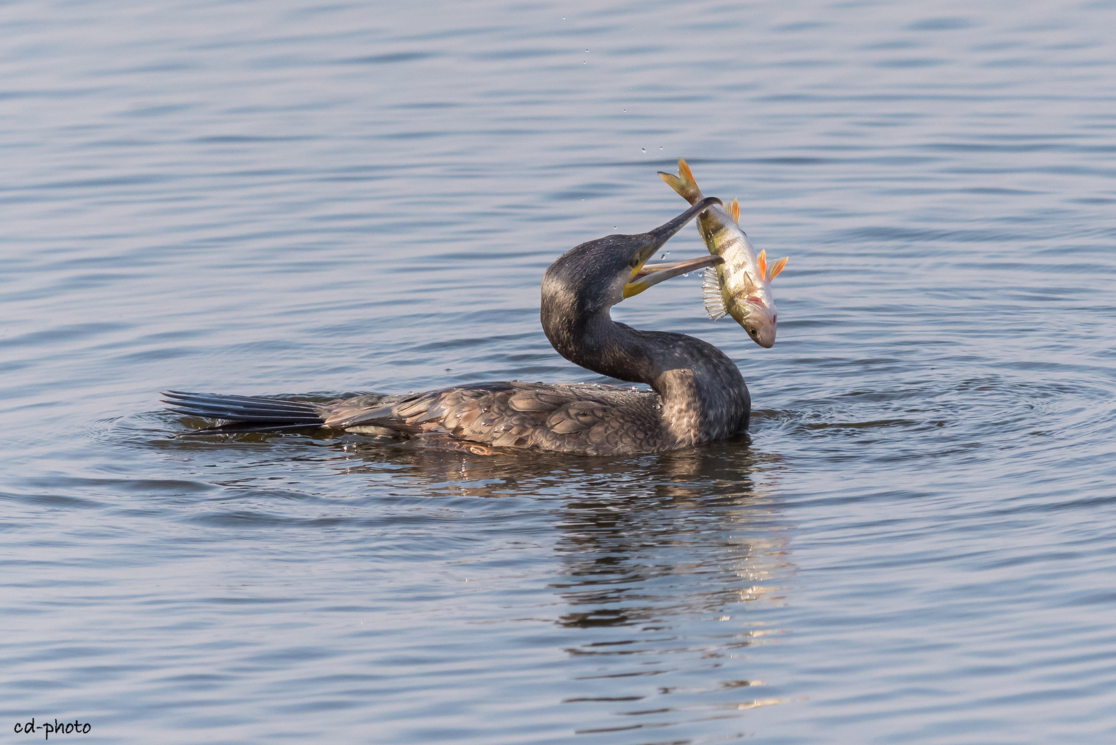 Fliegende Fische Foto & Bild | nikon, world, wasser Bilder auf ...