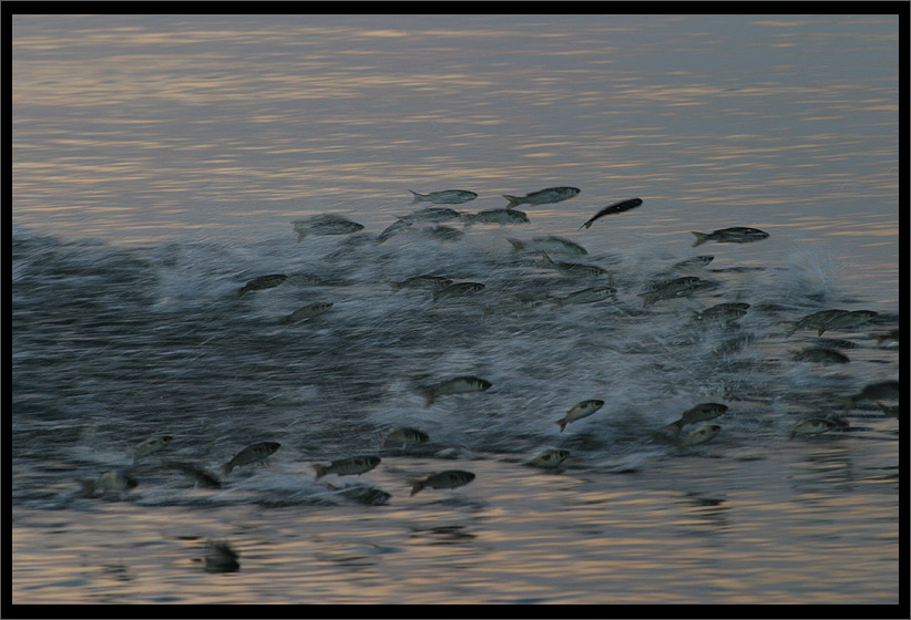 Foto & Bild | tiere, wildlife, fische Bilder auf fotocommunity