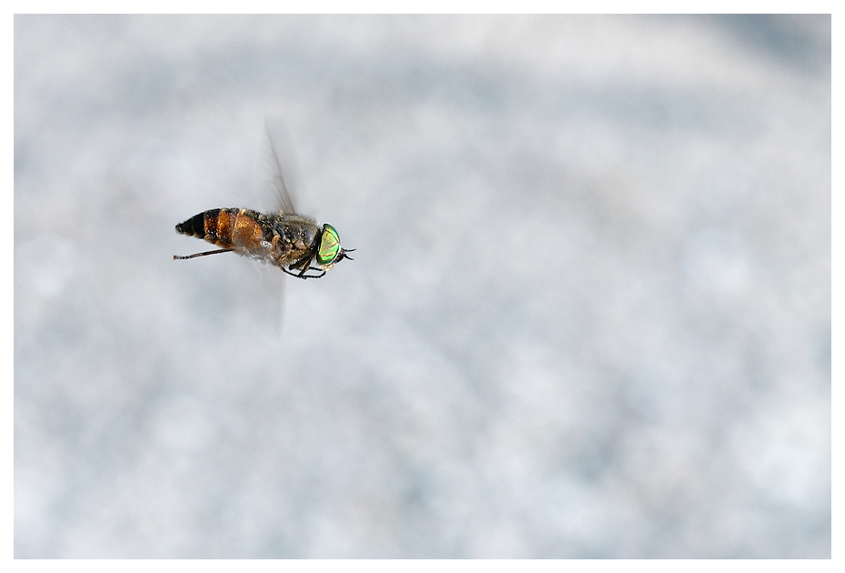 Fliegende Fliege Foto & Bild | tiere, wildlife, insekten Bilder auf ...