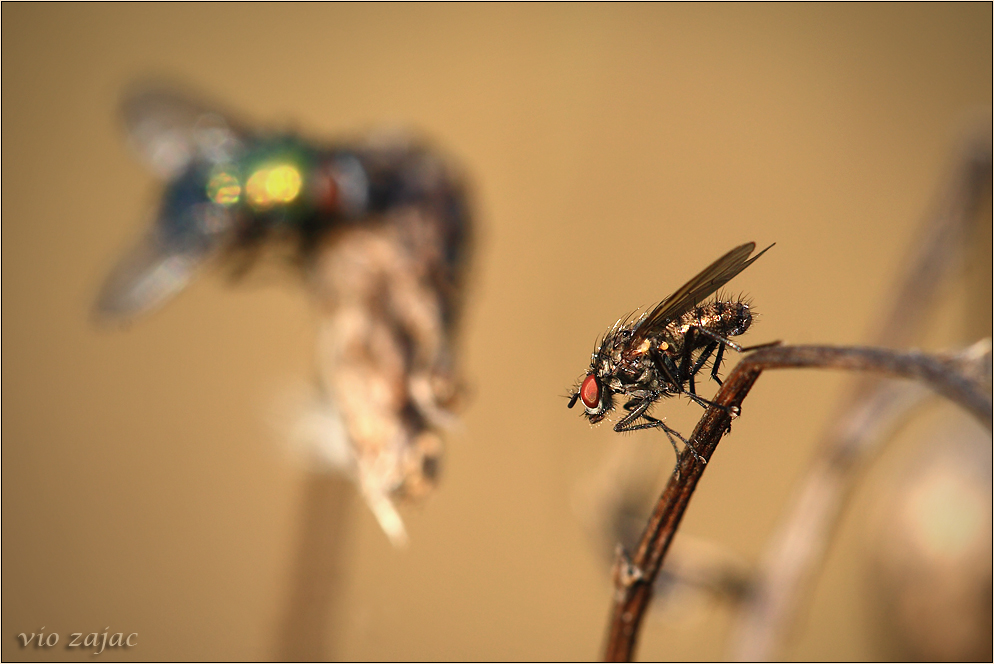 Fliegende Fliegen flögen ja gerne,... Foto & Bild | tiere, wildlife ...