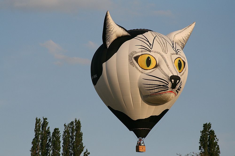 Fliegende Katze Foto & Bild | sport, flugsport, ballonsport Bilder auf ...