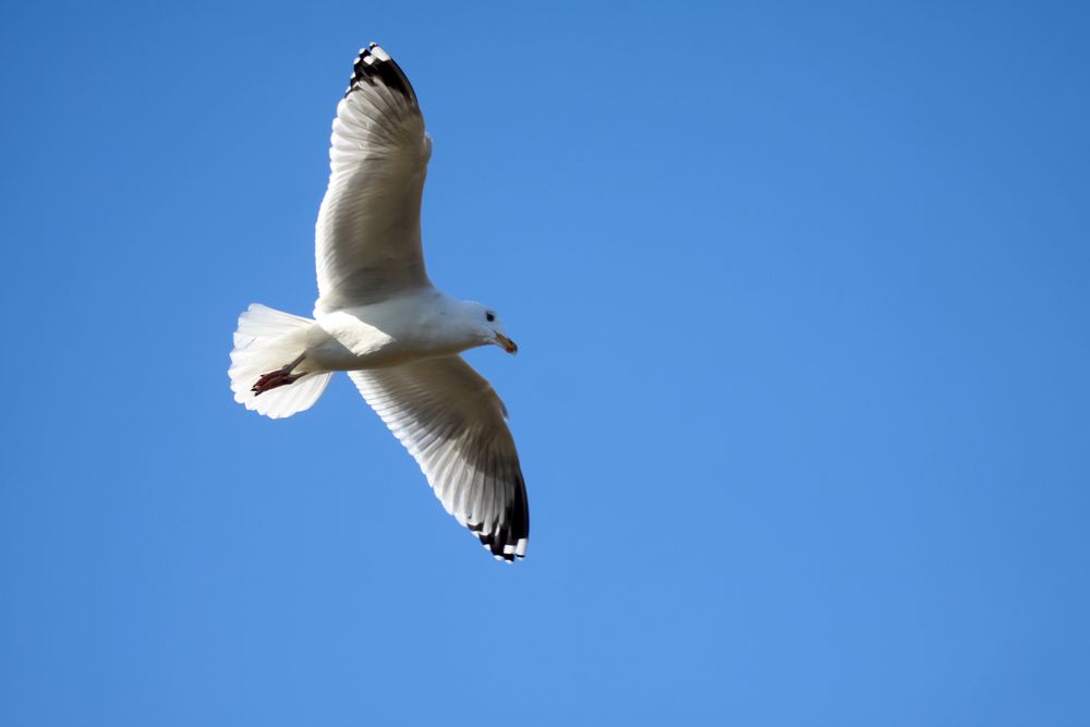 Fliegende Möwe Foto & Bild | tiere, wildlife, wild lebende vögel Bilder ...