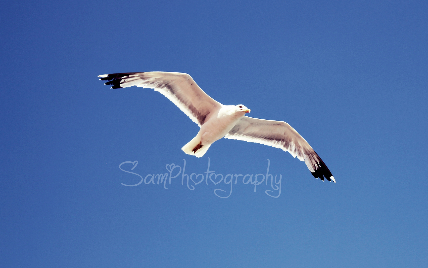 Fliegende Möwe Foto & Bild | tiere, wildlife, wild lebende vögel Bilder ...