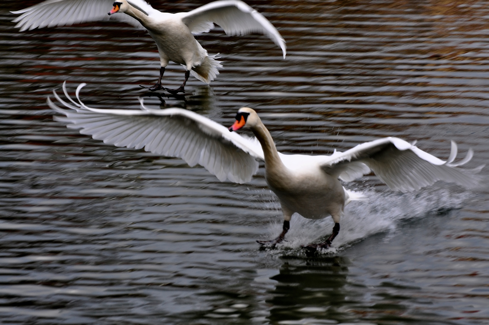 Fliegende Schwäne Foto & Bild | tiere, wildlife, wild lebende vögel ...