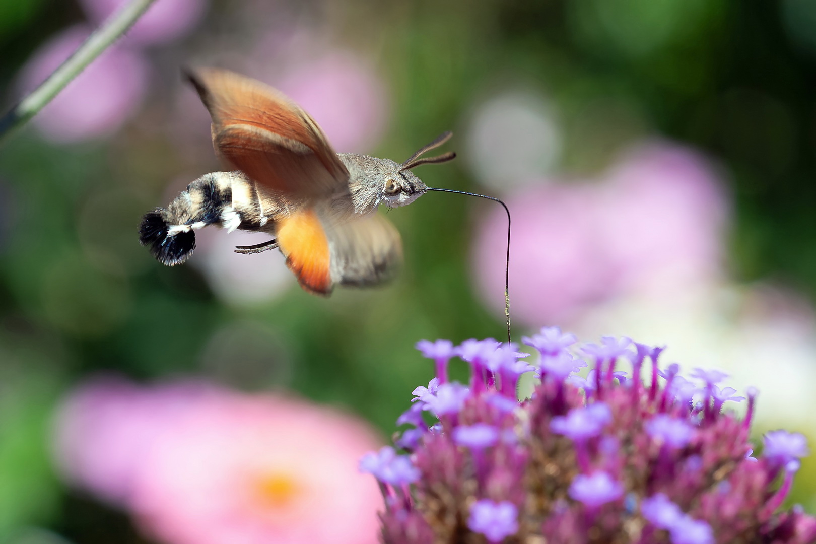 Fliegende Tankstelle Foto & Bild | tiere, wildlife, schmetterlinge ...