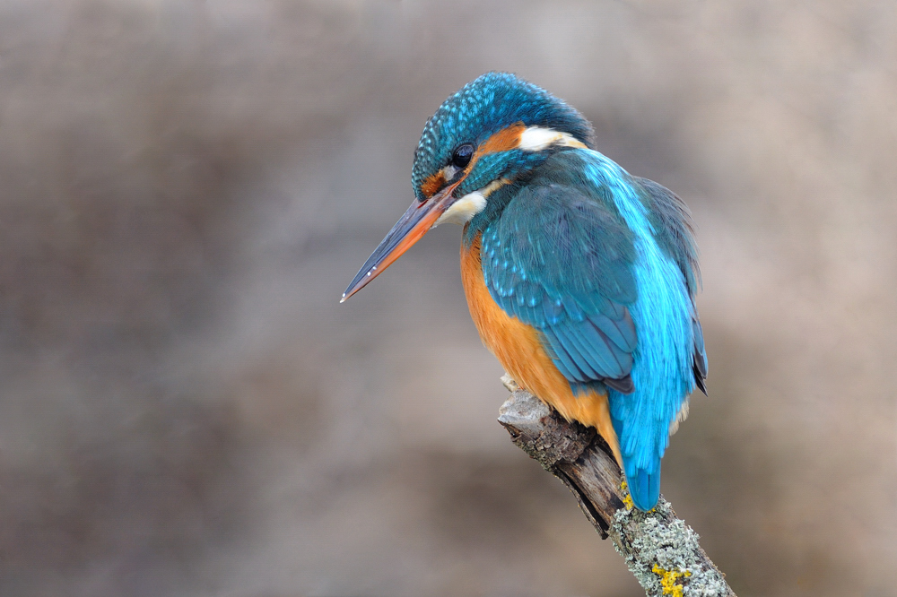 Fliegender Edelstein Foto & Bild | tiere, wildlife, wild lebende vögel ...