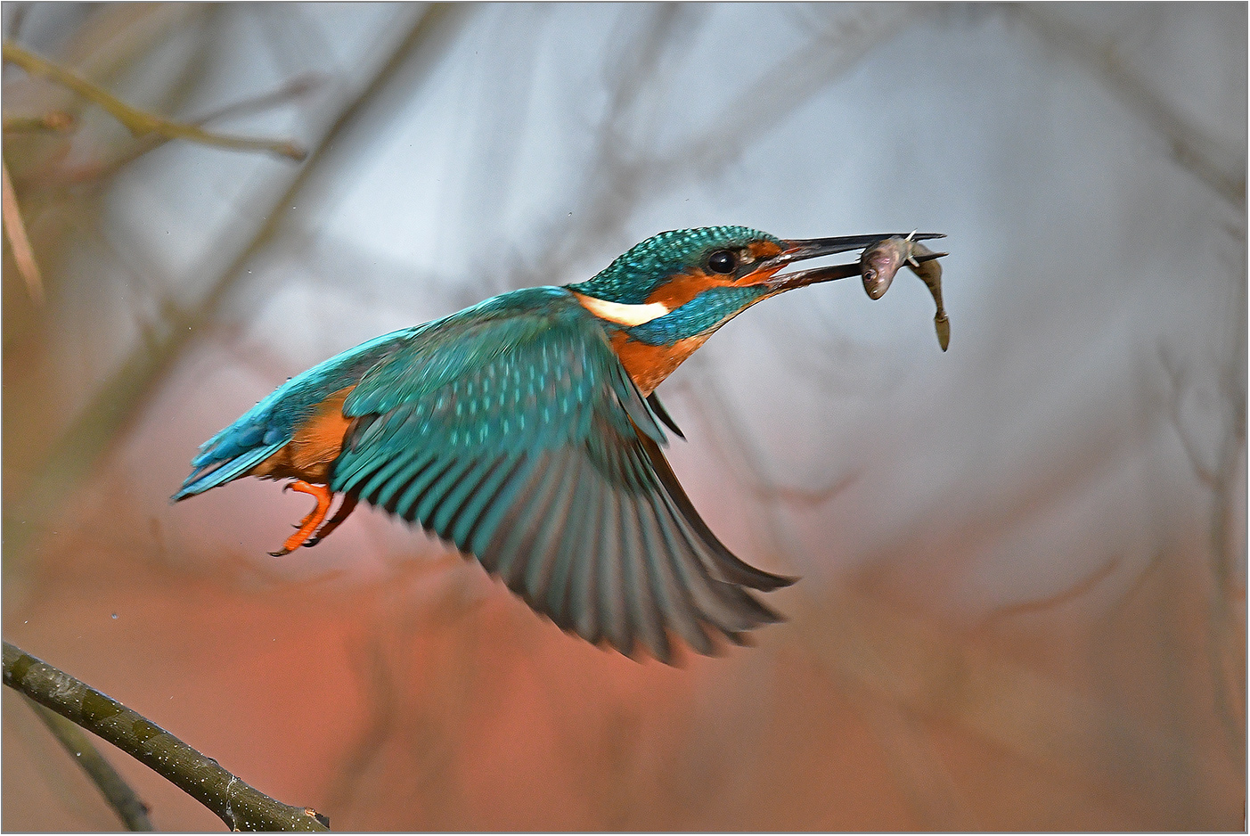 "Fliegender Fisch" Foto & Bild | wasser, natur, alcedo atthis Bilder ...