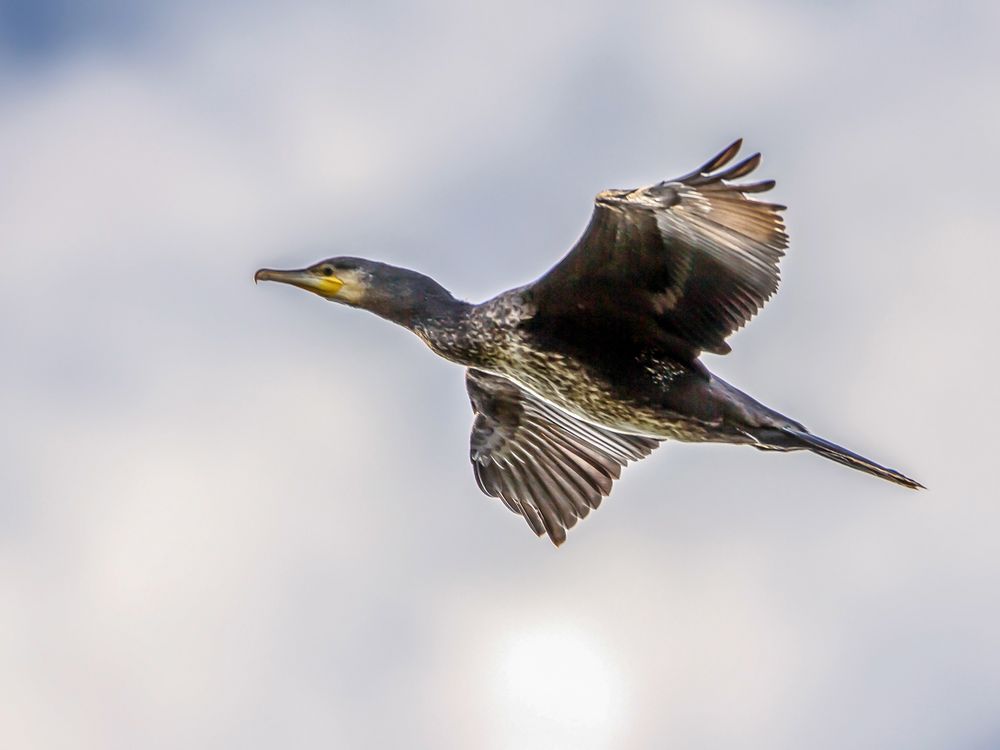 Fliegender Fischer Foto & Bild | tiere, wildlife, wild lebende vögel ...