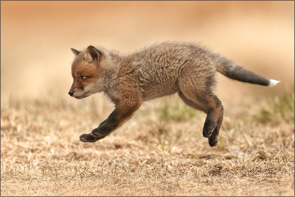 Fliegender Fuchswelpe Foto & Bild | tiere, wildlife, säugetiere Bilder ...