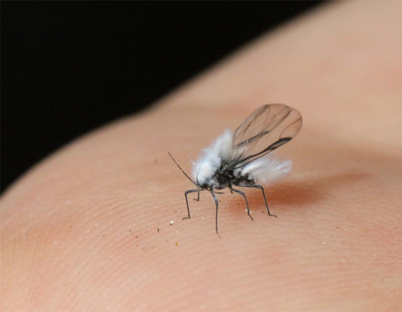 Fliegender Fussel ??? Foto & Bild | tiere, wildlife, insekten Bilder ...