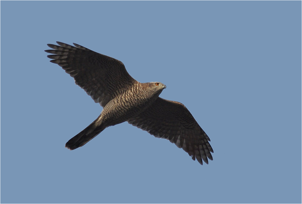 Fliegender Habicht Foto & Bild | tiere, wildlife, wild lebende vögel ...