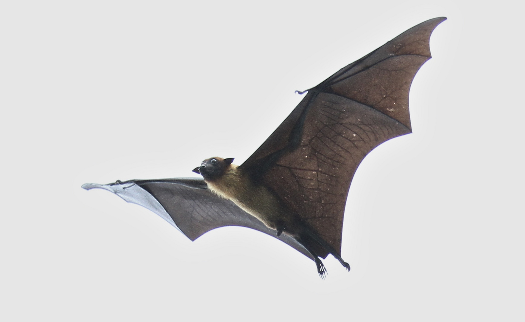 Fliegender Hund, Malediven Foto & Bild | natur, tiere, malediven Bilder ...