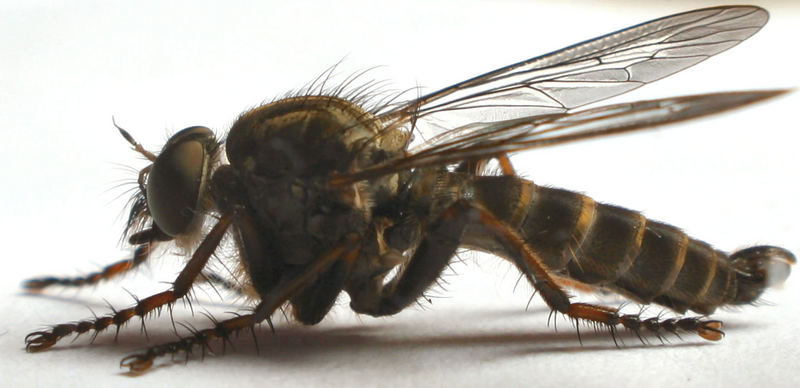 fliegendes Insekt :) Foto & Bild | tiere, wildlife, insekten Bilder auf ...