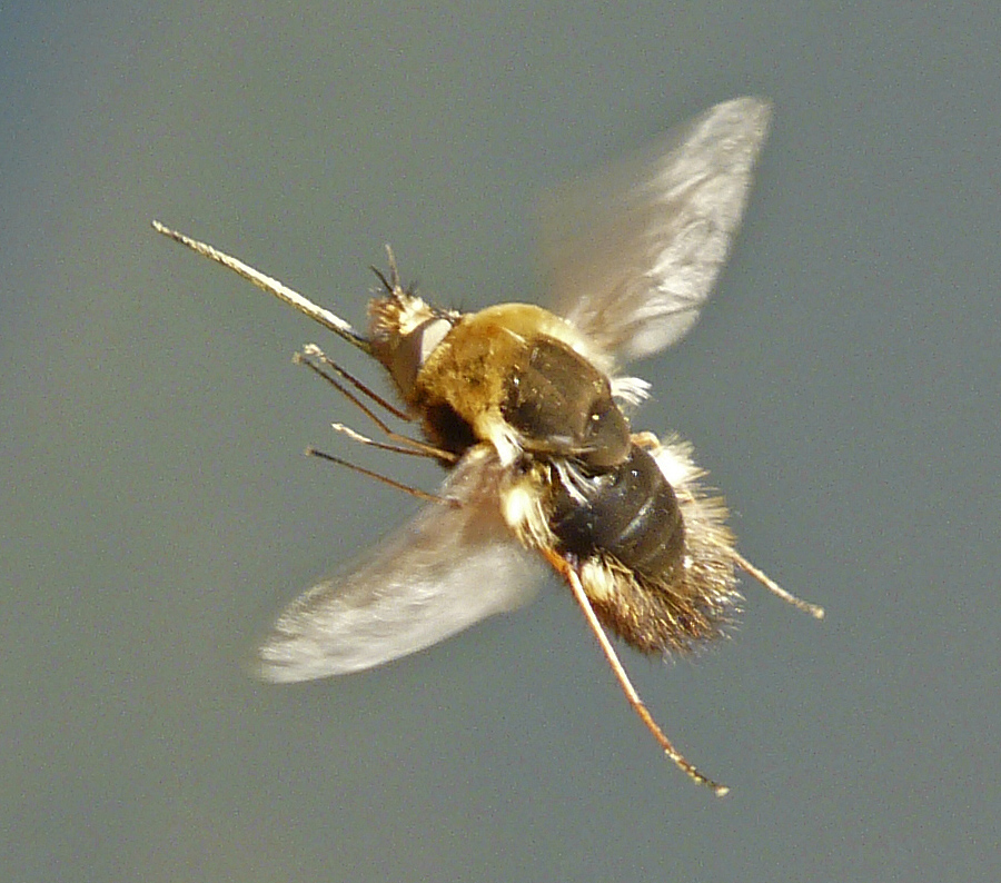 Fliegendes Insekt Foto & Bild | tiere, wildlife, insekten Bilder auf ...