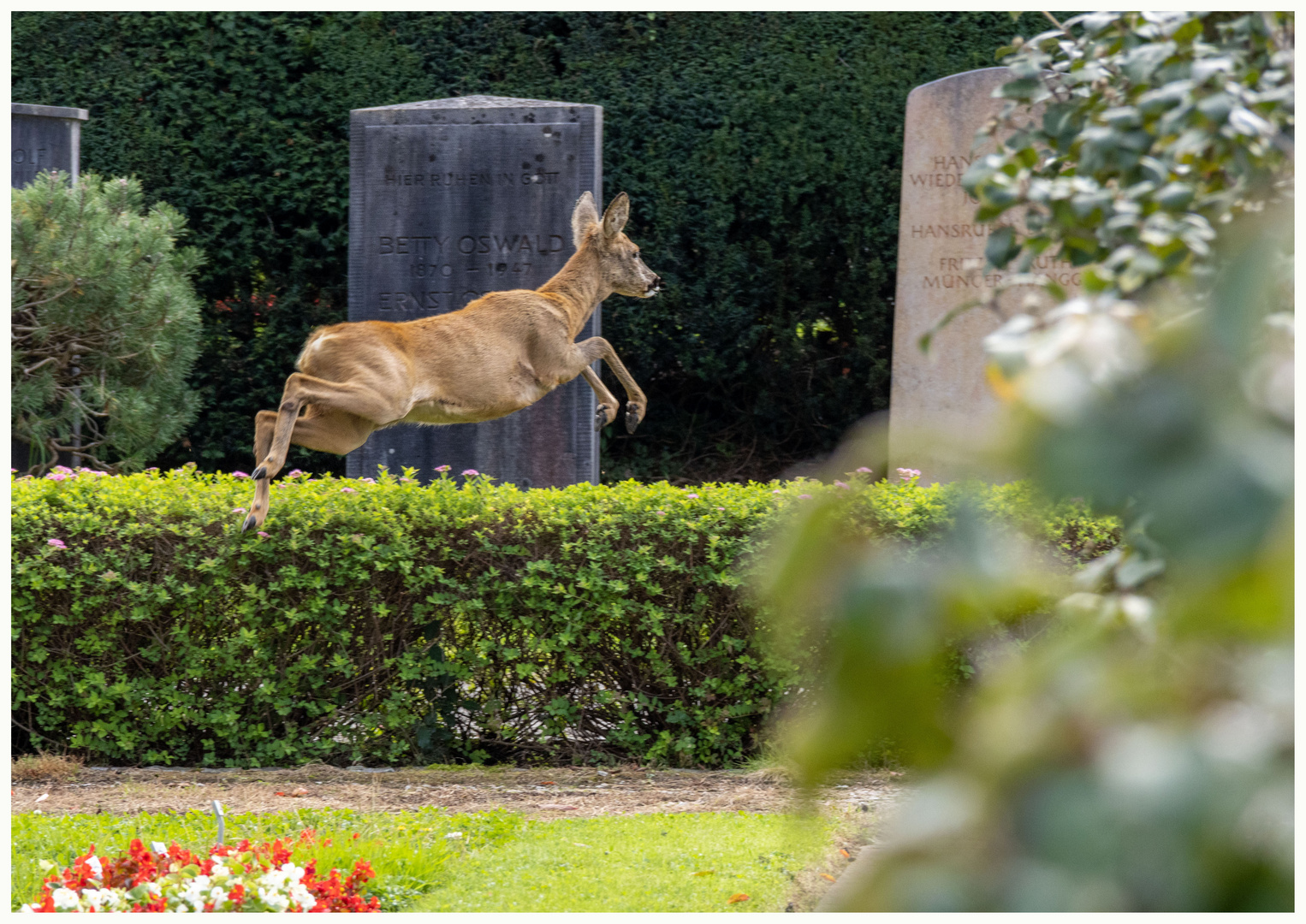 Fliegendes Reh Foto & Bild | europe, schweiz & liechtenstein, tiere ...