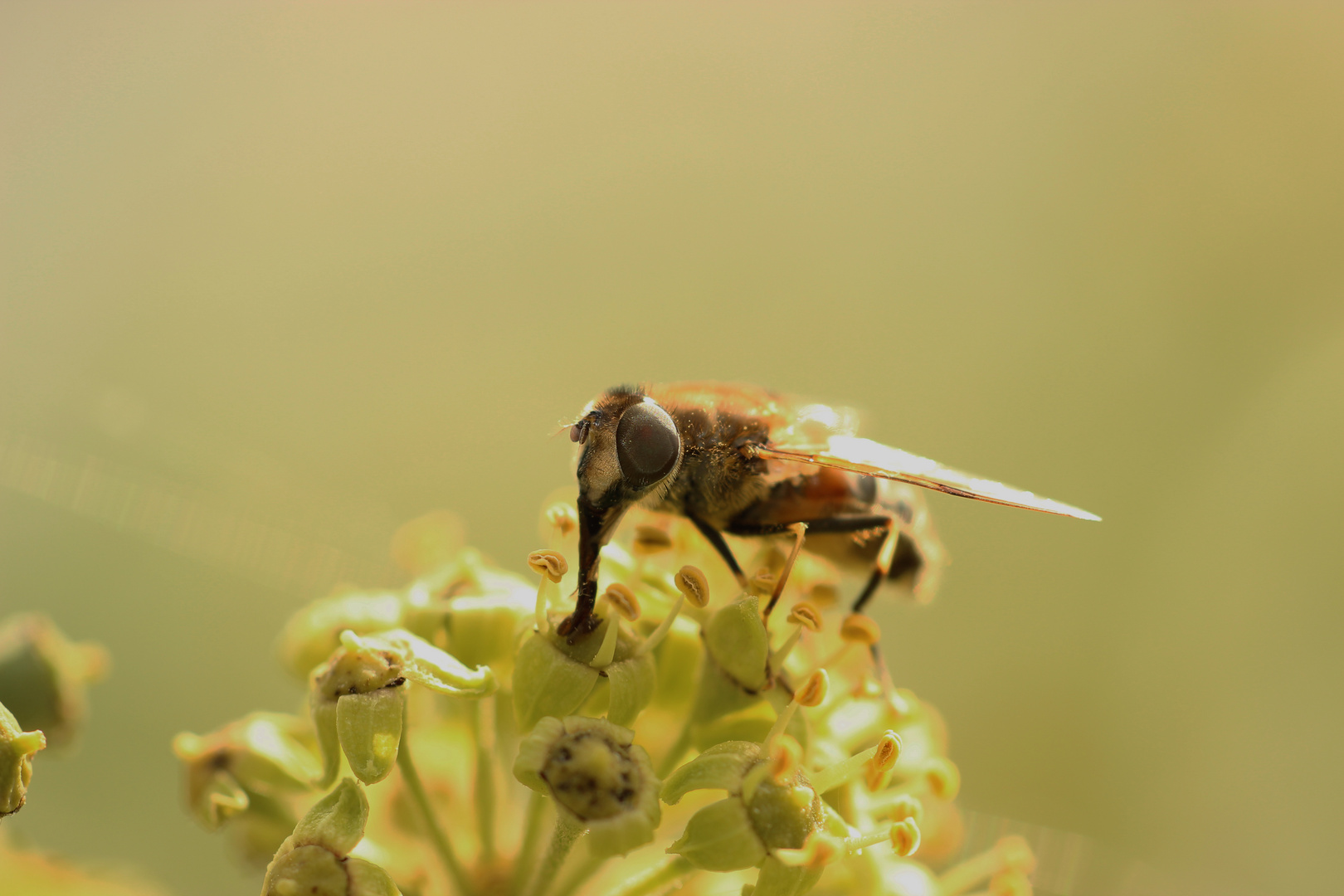 Fliegendes Rüsseltier das nicht Dumbo heißt! :-) Foto & Bild | tiere ...