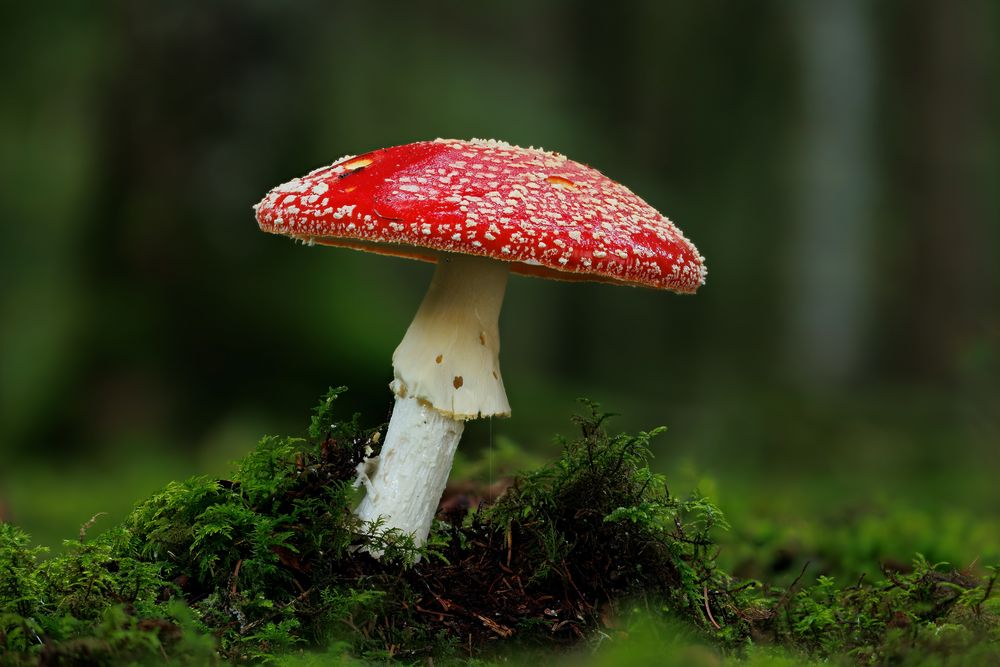 Fliegenpilz im Wald - Herbst 2022 Foto & Bild | pflanzen, pilze & flechten, pilze & flechten ...