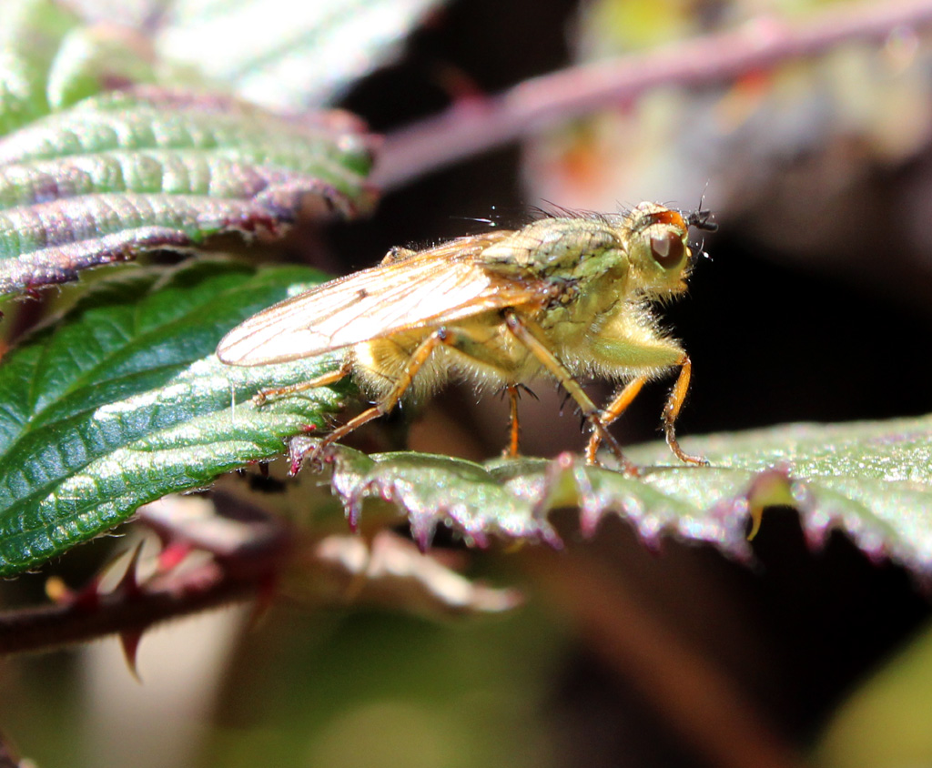 Fliegentier Foto & Bild | insekten, natur, fliegen Bilder auf fotocommunity