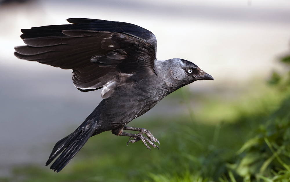 Flieger Foto & Bild | tiere, wildlife, wild lebende vögel Bilder auf ...